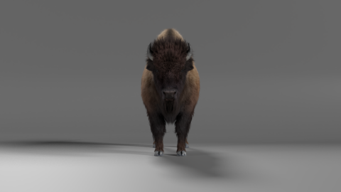 Bison Male Animated | VFX Grace | VFX Grace