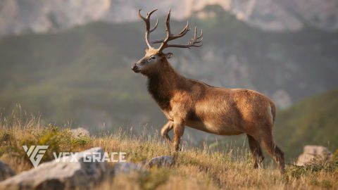3D Animal | Male Deer Animated | VFX Grace