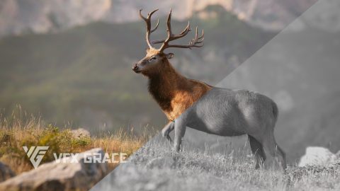 3D Animal | Male Deer Animated | VFX Grace