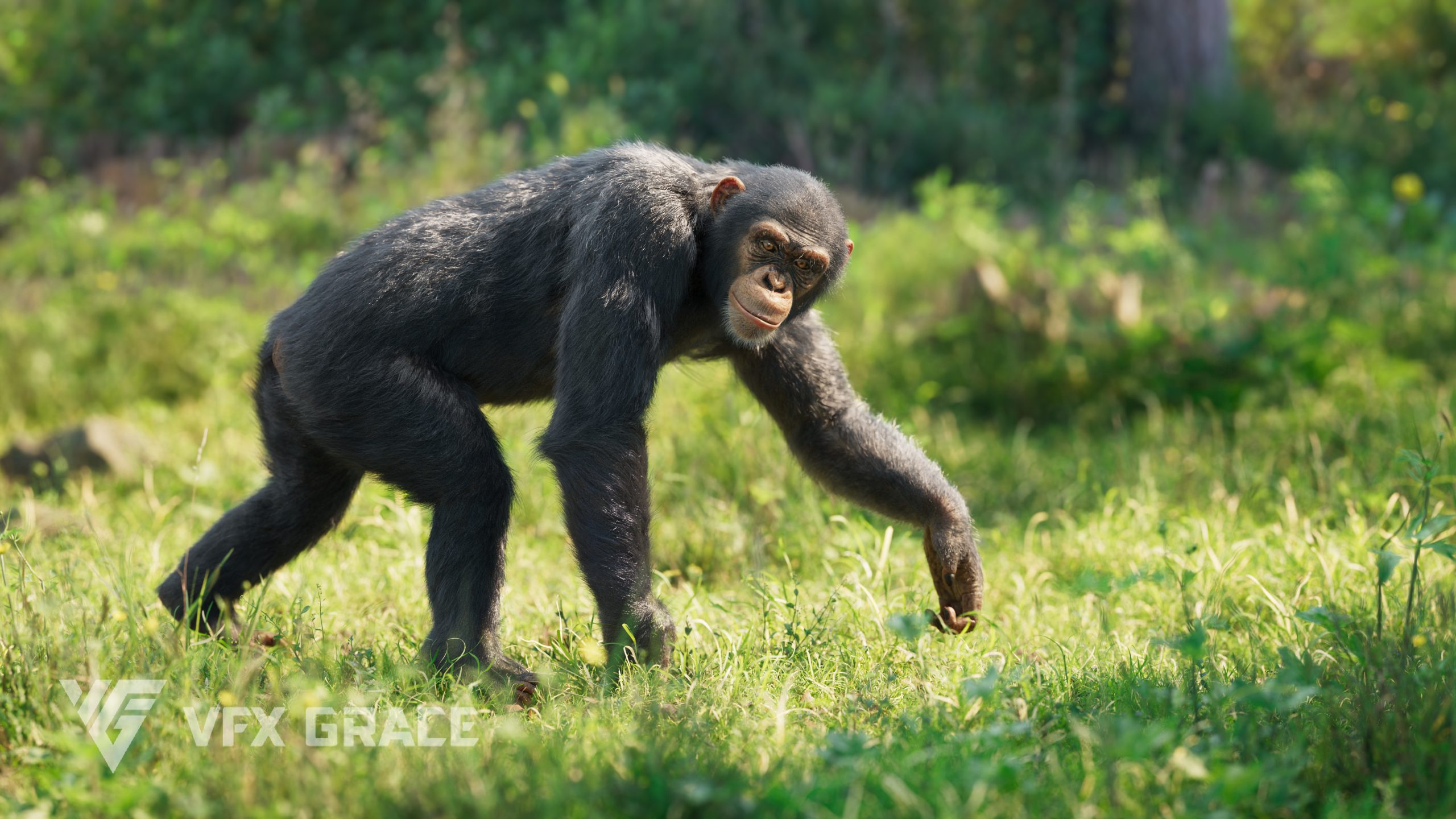 Chimpanzee Modeling Wallpaper For Poster Op Hoge Kwaliteit Pvc