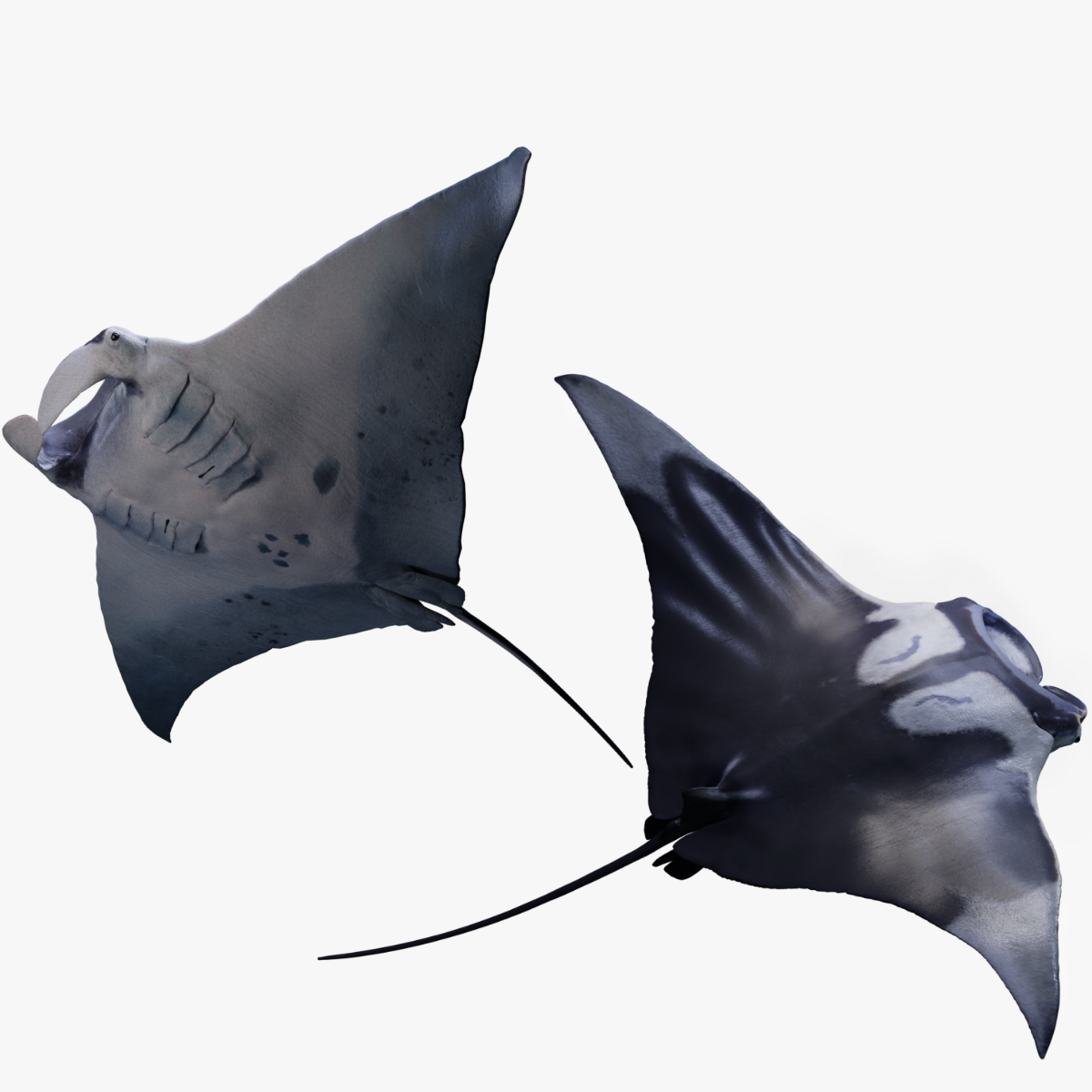 3D Animal | Manta Ray Animated | VFX Grace