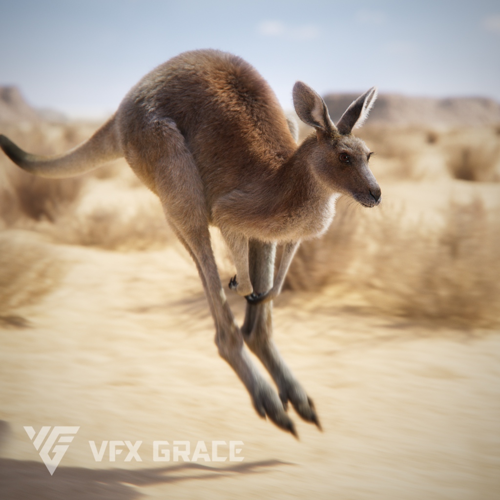 Kangaroo Muscle Structure