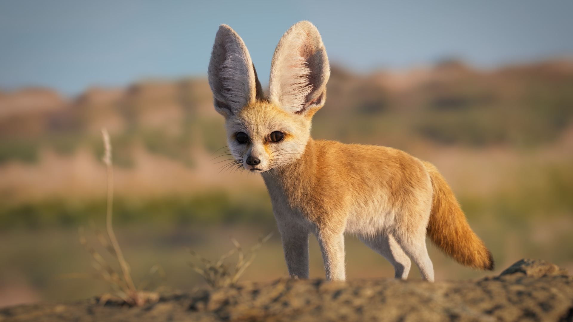 Fennec Fox Animated | Blender 3D Model | VFX Grace