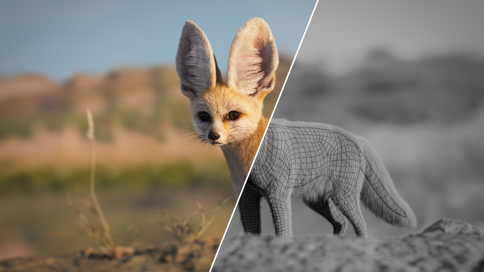 Fennec Fox Animated | Blender 3D Model | VFX Grace