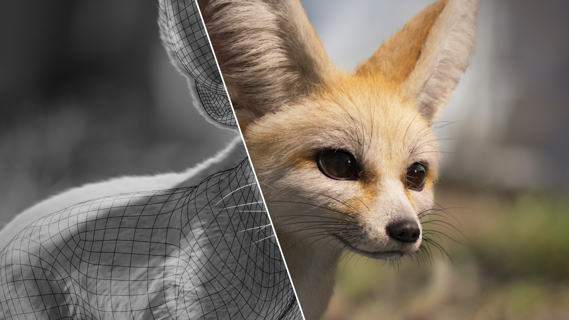 Fennec Fox Animated | Blender 3D Model | VFX Grace
