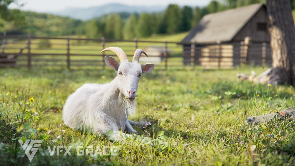 Goat 01 Animated | Blender 3D Model | VFX Grace