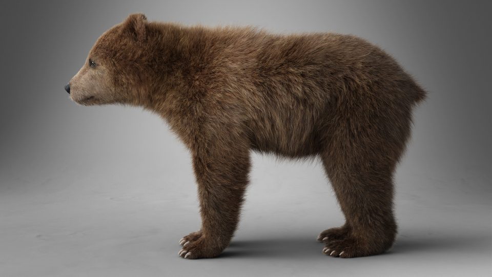 Little Brown Bear Animation | VFX Grace | VFX Grace