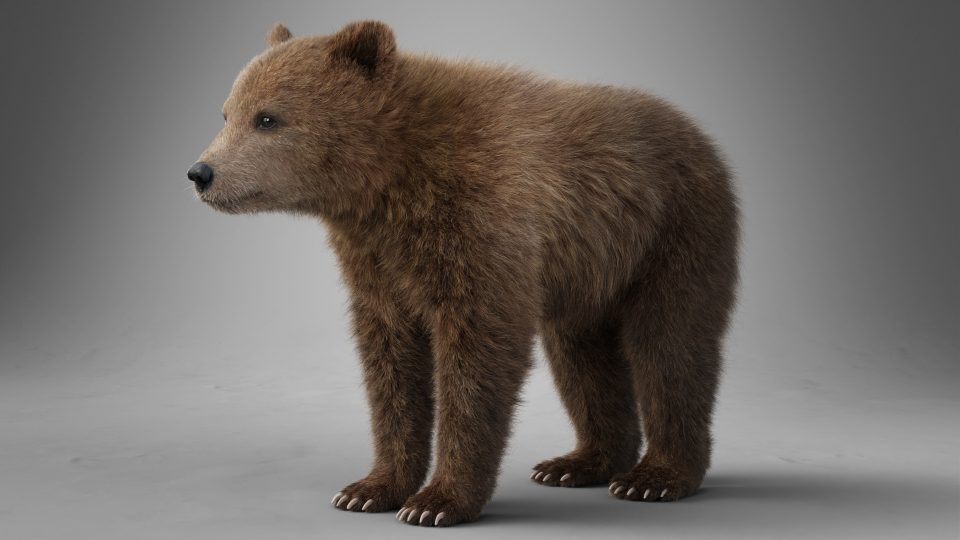 Little Brown Bear Animation | VFX Grace | VFX Grace