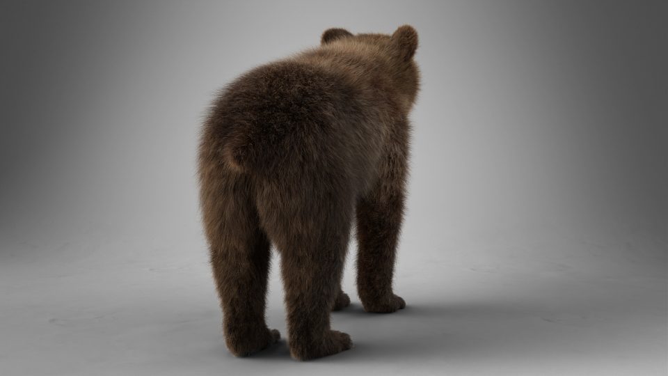 Little Brown Bear Animation | VFX Grace | VFX Grace