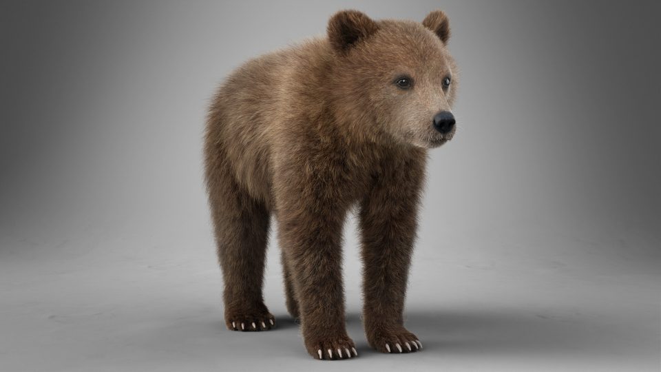 Little Brown Bear Animation | VFX Grace | VFX Grace