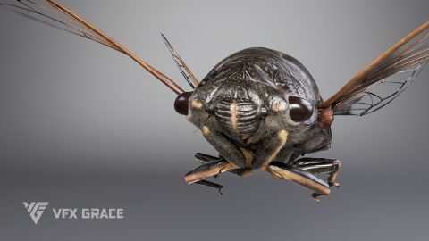 Cicada Animation - MAYA Character Asset | VFX Grace