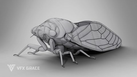 Cicada Animation - MAYA Character Asset | VFX Grace