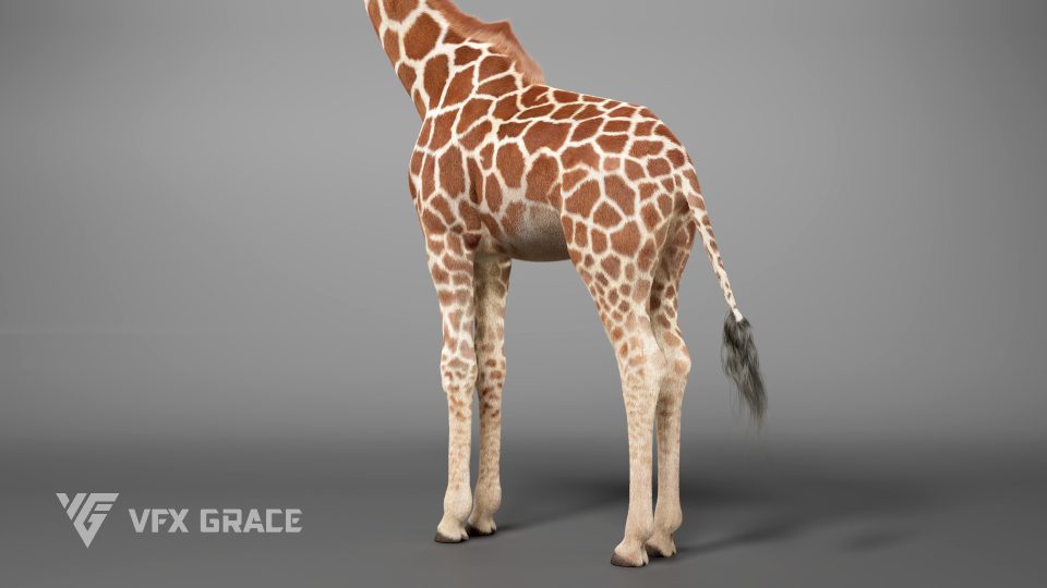 Giraffe Rig - MAYA Character Asset | VFX Grace