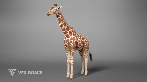 Giraffe Rig - MAYA Character Asset | VFX Grace