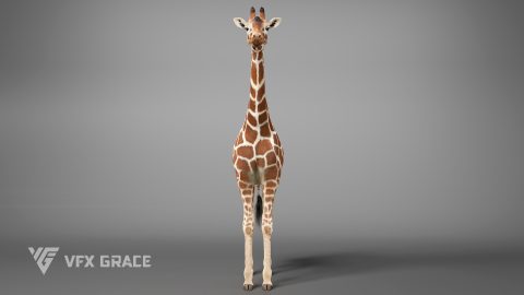 Giraffe Rig - MAYA Character Asset | VFX Grace