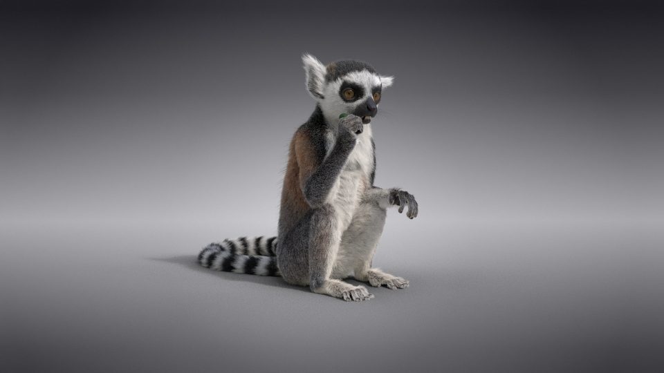 Young Lemurs Animation | VFX Grace | VFX Grace