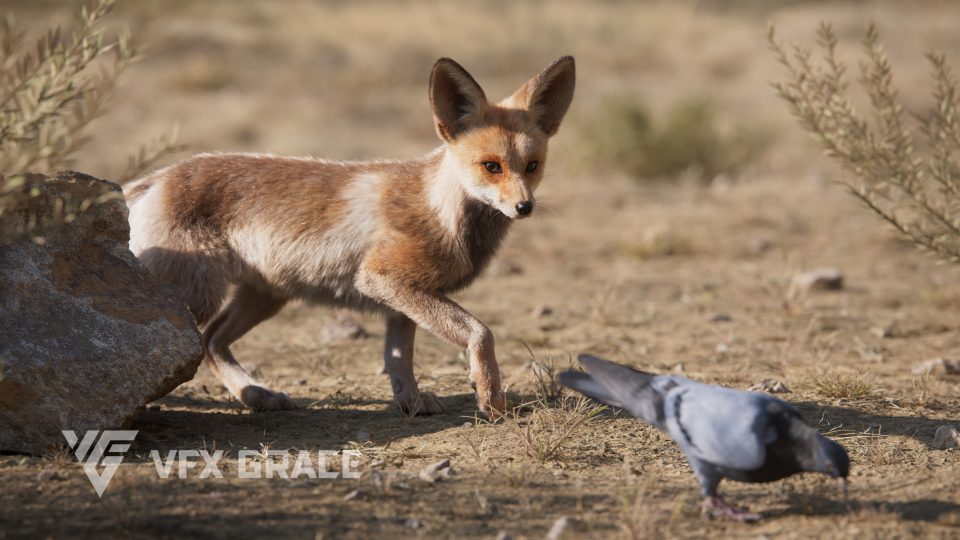 Arabian Red Fox Animation | VFX Grace | VFX Grace