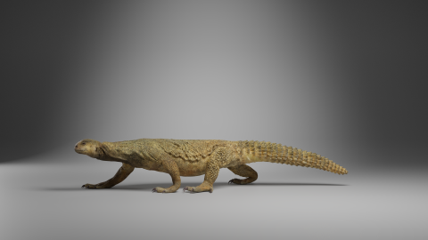 Dhub Lizard Animation | VFX Grace | VFX Grace