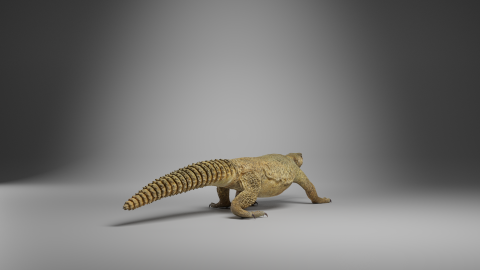 Dhub Lizard Animation | VFX Grace | VFX Grace