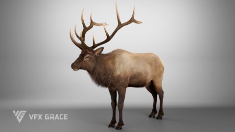 Male Elk Animation - MAYA Character Asset | VFX Grace