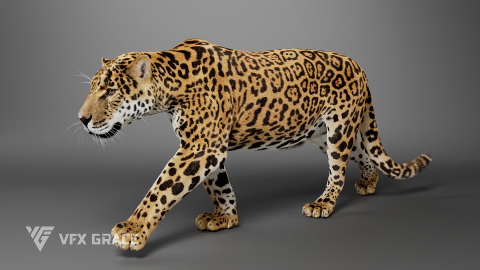 Panthera Onca Animation - MAYA Character Asset | VFX Grace