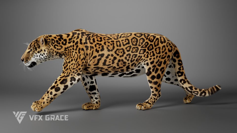Panthera Onca Animation - MAYA Character Asset | VFX Grace