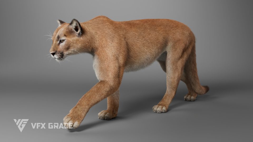 Puma Animation - MAYA Character Asset, Puma 3d | VFX Grace
