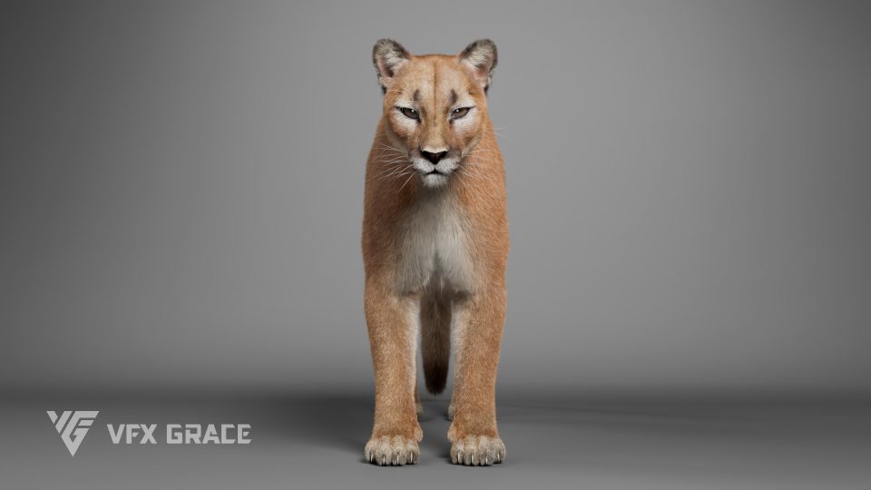 Puma Animation - MAYA Character Asset, Puma 3d | VFX Grace