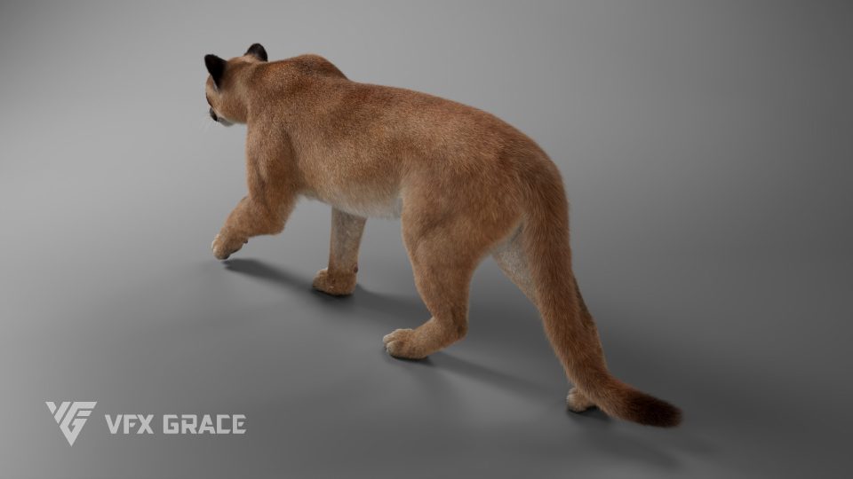 Puma Animation - MAYA Character Asset, Puma 3d | VFX Grace