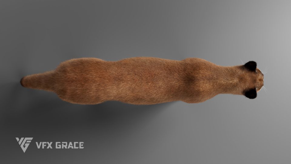 Puma Animation - MAYA Character Asset, Puma 3d | VFX Grace