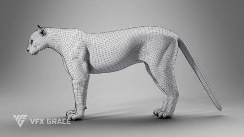 Puma Animation - MAYA Character Asset, Puma 3d | VFX Grace