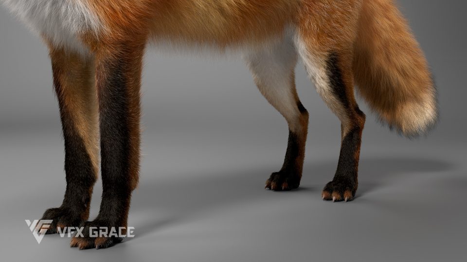 Red Fox - MAYA Character Asset | VFX Grace