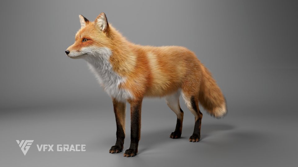 Red Fox - MAYA Character Asset | VFX Grace