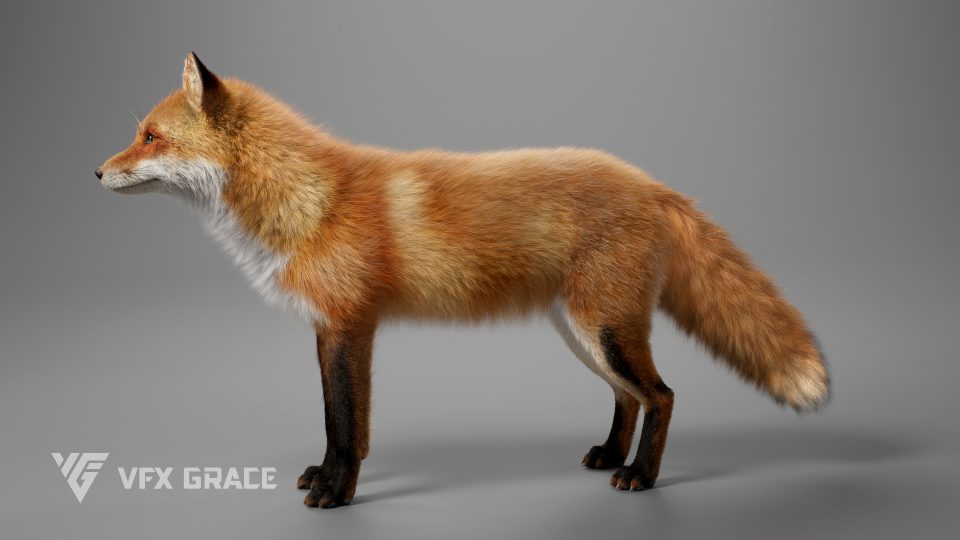 Red Fox - MAYA Character Asset | VFX Grace