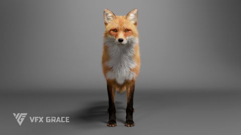 Red Fox - MAYA Character Asset | VFX Grace