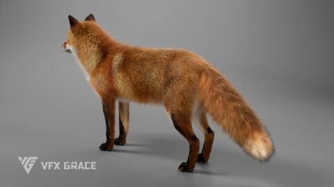 Red Fox - MAYA Character Asset | VFX Grace