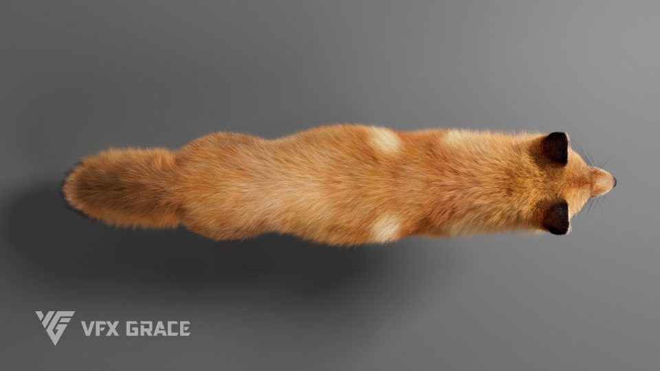 Red Fox - MAYA Character Asset | VFX Grace