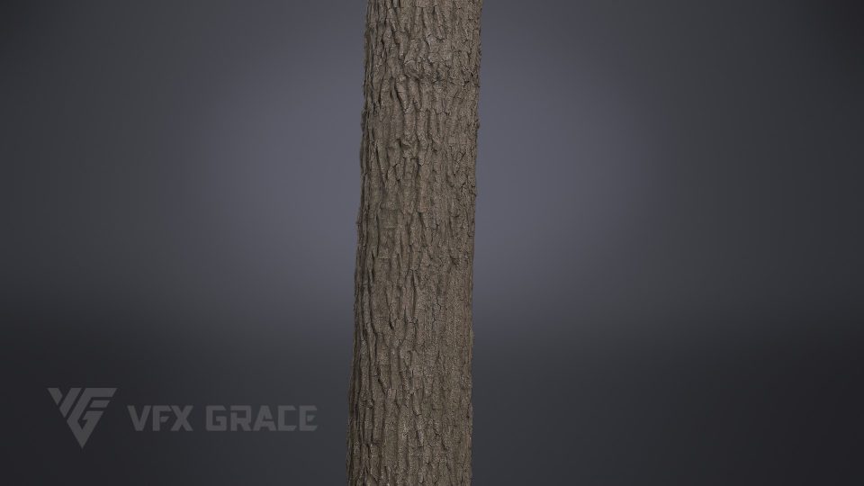 Italian Poplar Tree Trunk, 3d Model, free 3d Model | VFX Grace