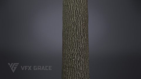 Camphor Tree 3D Model, 3d tree model, free 3d models | VFX Grace