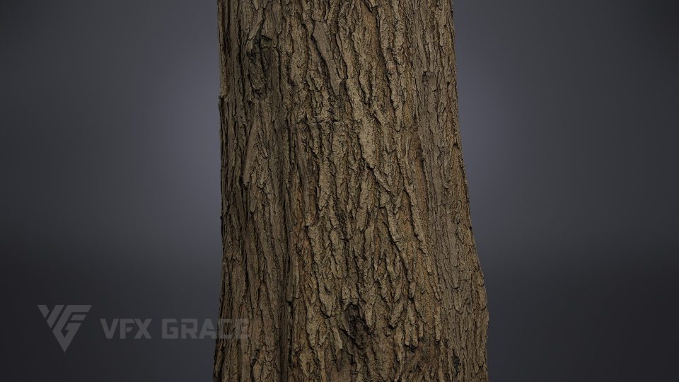 Tallow Tree Trunk 3D Model 001, 3d tree model, free 3d models | VFX Grace