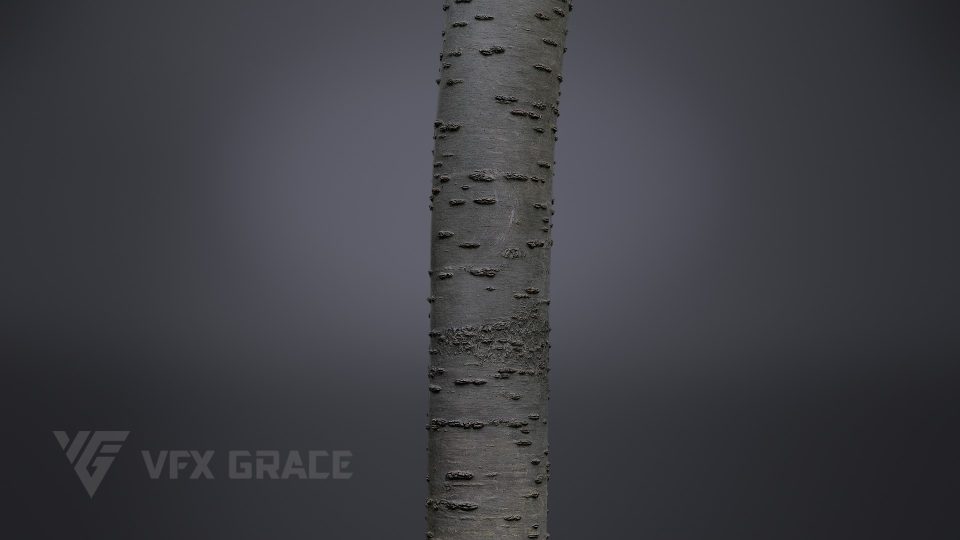 Cherry Tree 003 | Tree Model | VFX Grace
