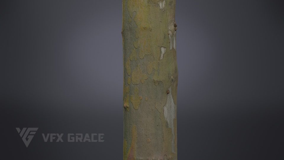 Plane Tree Model 001, 3d tree model, free 3d models | VFX Grace