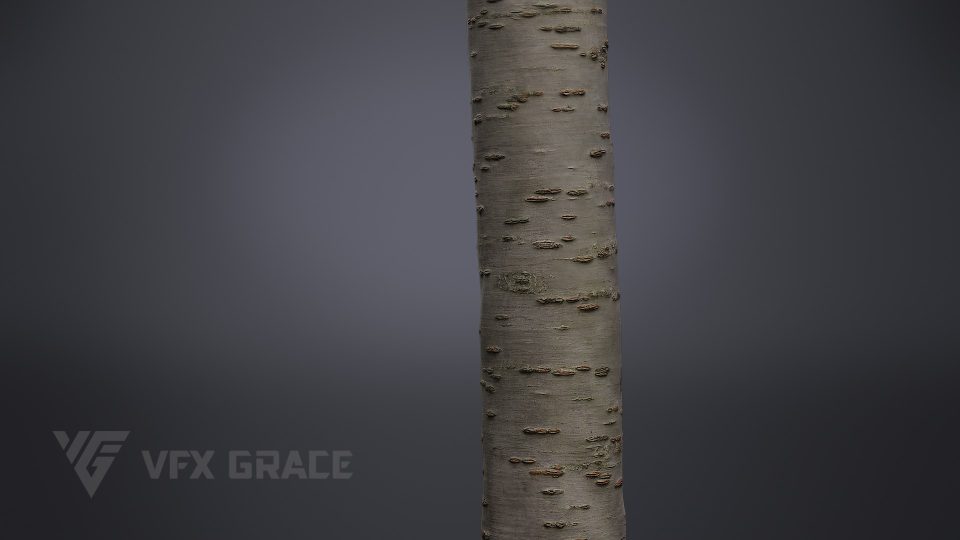 Cherry Tree 3D Model 002, 3d tree model, free 3d models | VFX Grace