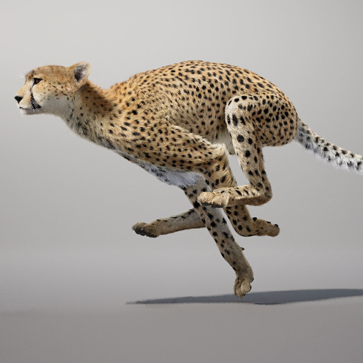 Cheetah Animations That Move