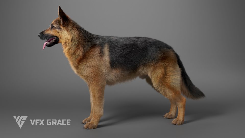 German Shepherd Animation - MAYA Character Asset | VFX Grace