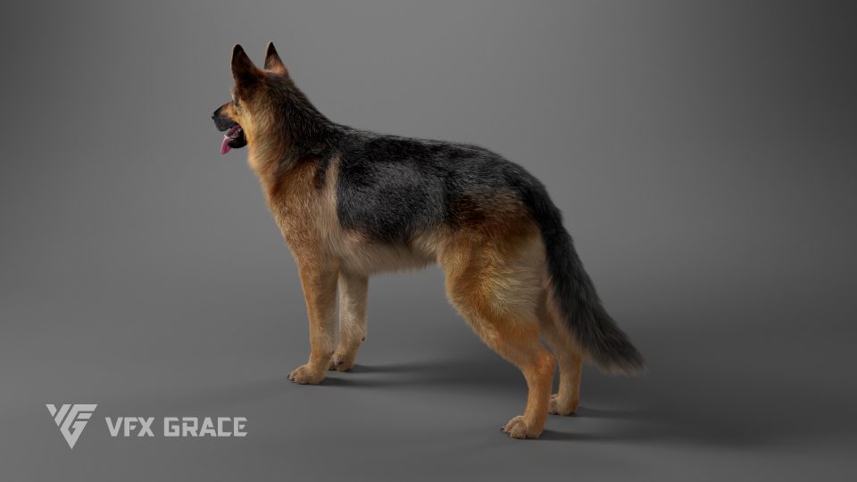 German Shepherd Animation - MAYA Character Asset | VFX Grace