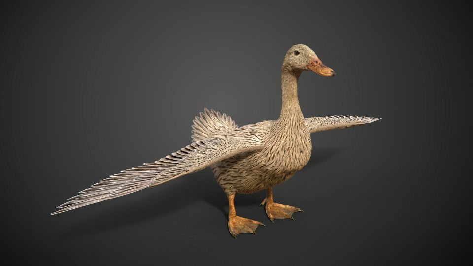 Shelduck02 Animation | VFX Grace | VFX Grace