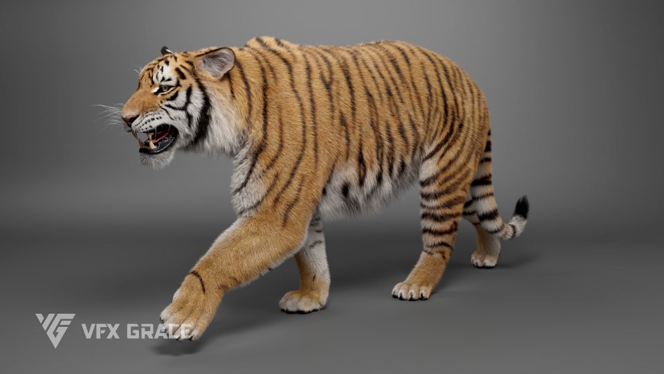 SiberianTiger Animation - MAYA Character Asset | VFX Grace