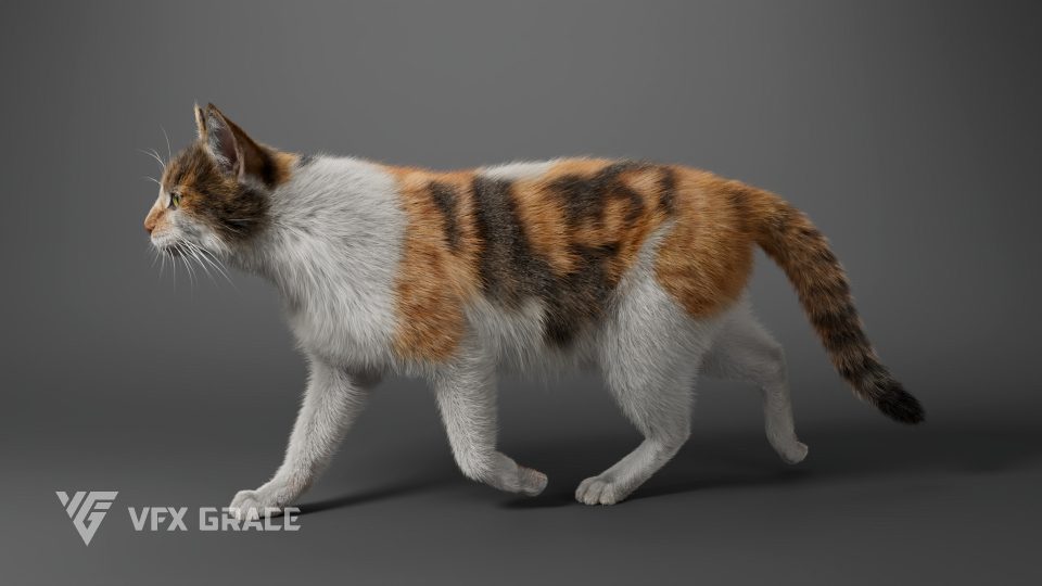 Calico Cat 01 Animation - MAYA Character Asset | VFX Grace