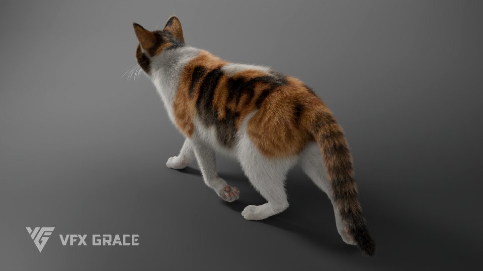 Calico Cat 01 Animation - MAYA Character Asset | VFX Grace